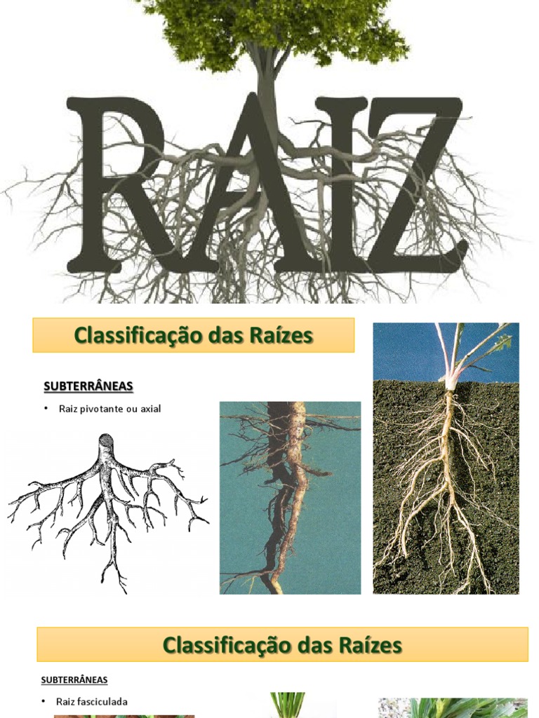 Slides Complementares-Aula Raiz-Caule-Folha | PDF | Folha | Raiz