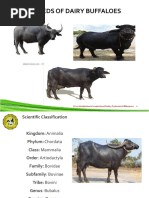 Buffalo Breed Presentation PDF | PDF | Livestock | Bovines