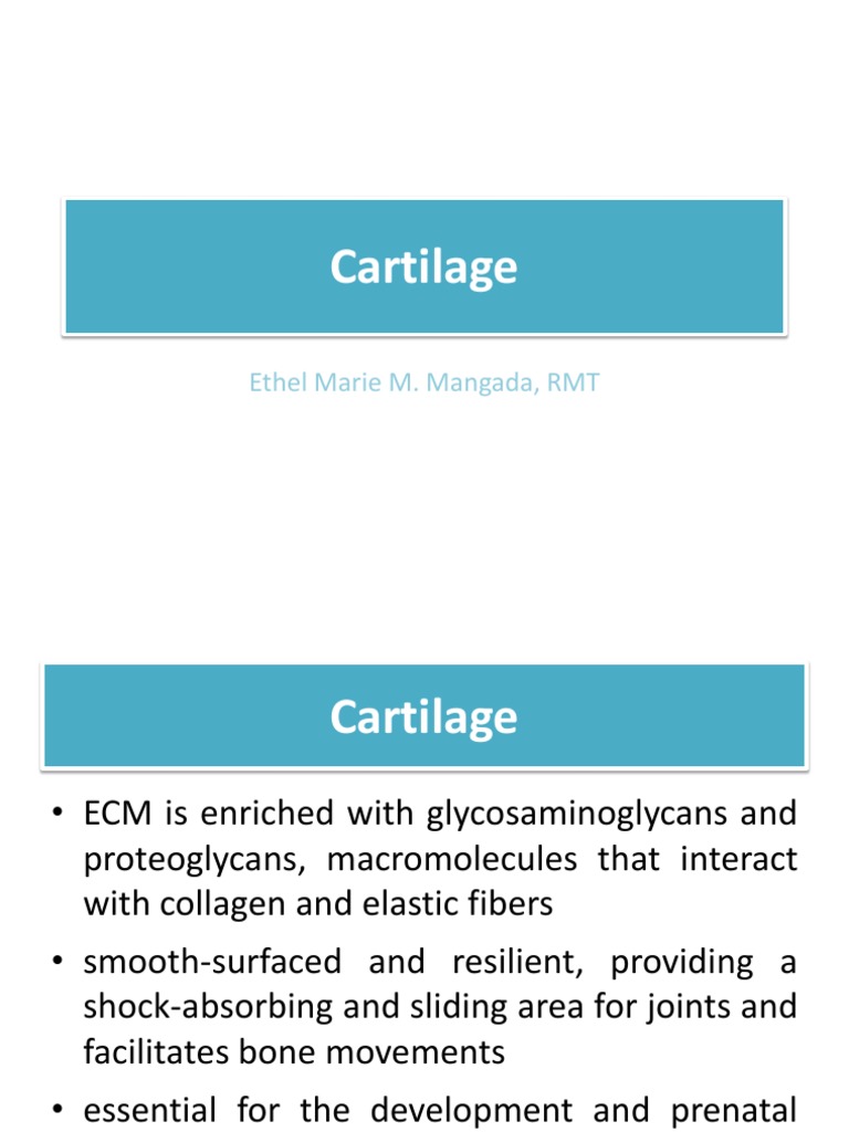 7 Cartilage | PDF | Cartilage | Extracellular Matrix