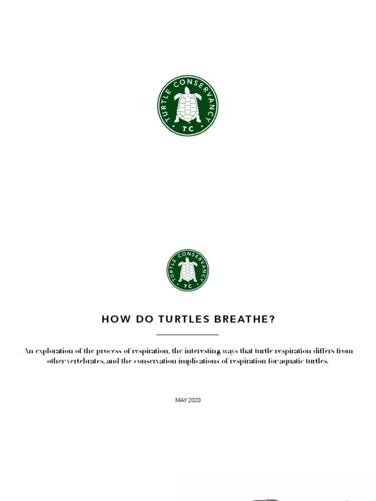 How Do Turtles Breathe | PDF | Respiratory System | Turtle