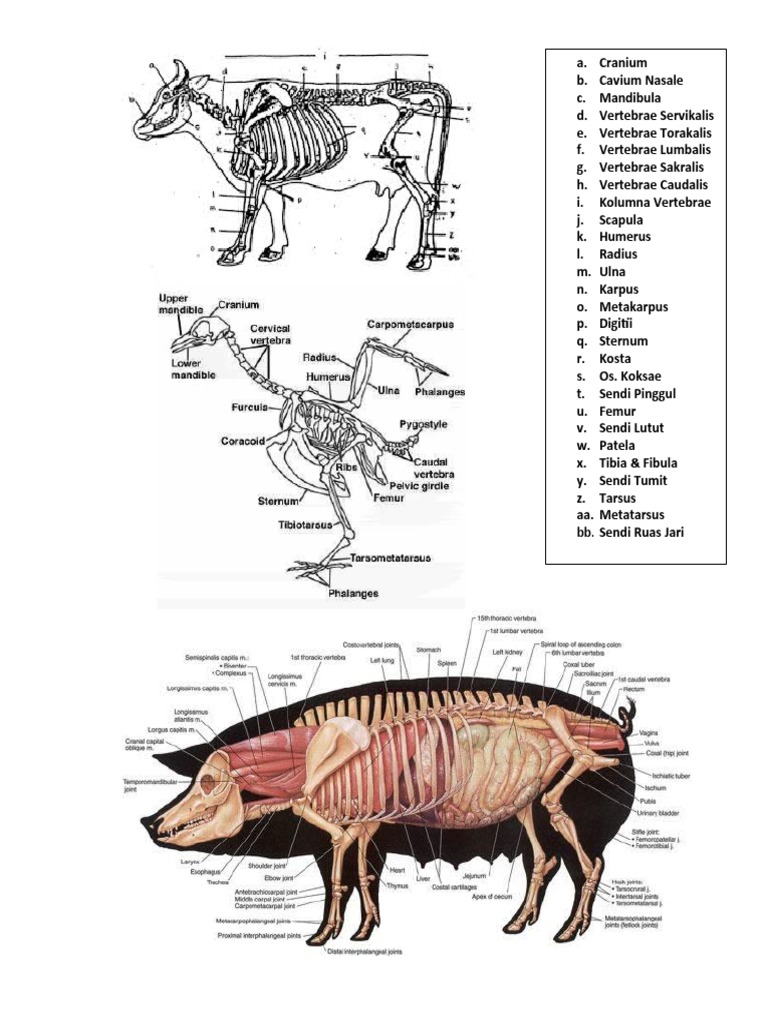 Anatomi (Istilah) Sapi Babi Ayam | PDF | Science & Mathematics