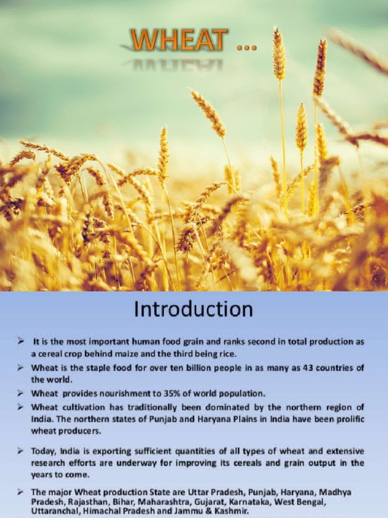 Wheat | PDF | Staple Foods