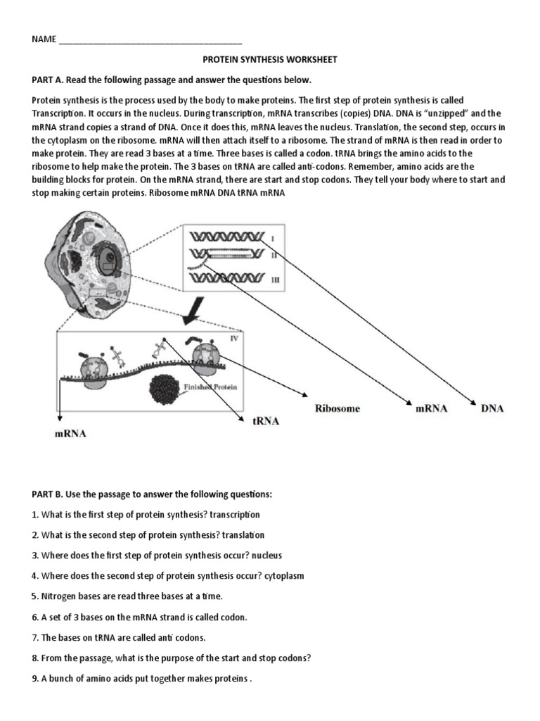 Protein Synthesis Worksheet Answers | PDF | Science & Mathematics