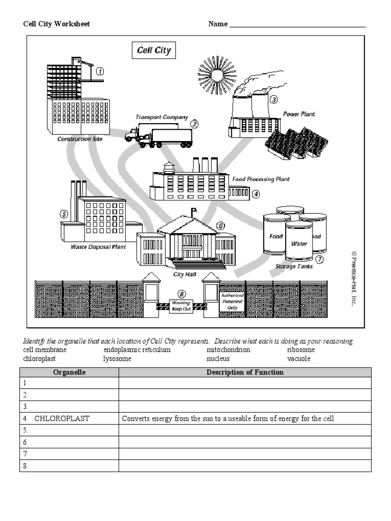 Cell City Worksheet Name | PDF