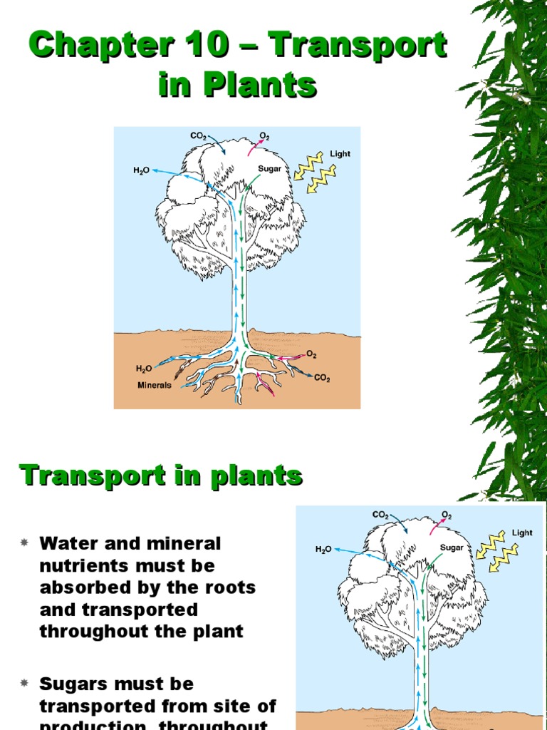 Chapter 10 - Transport in Plants | PDF | Soil | Plant Nutrition