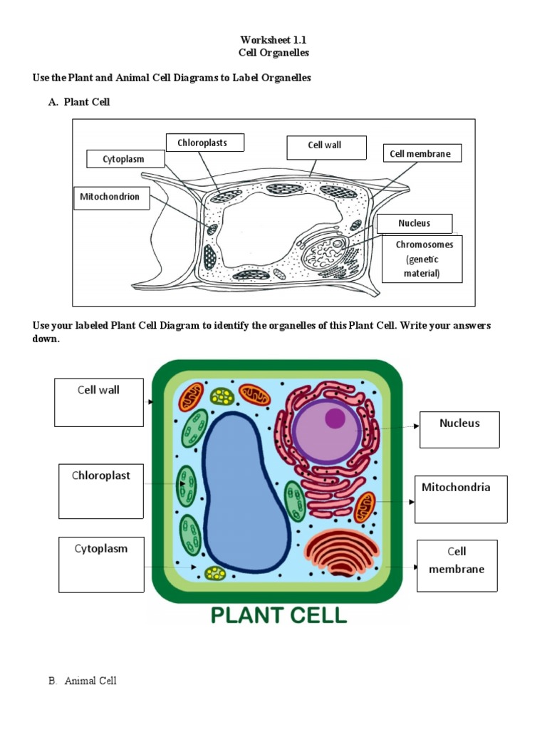 Worksheet 1.1 Cell Organelle | PDF | Cell (Biology) | Endoplasmic Reticulum