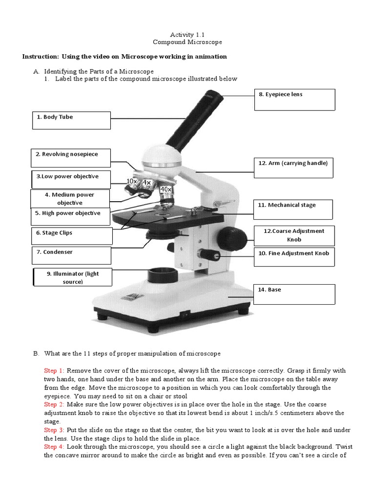 ACTIVITY 1.1 Compound Microscope | PDF | Microscopy | Optical Devices