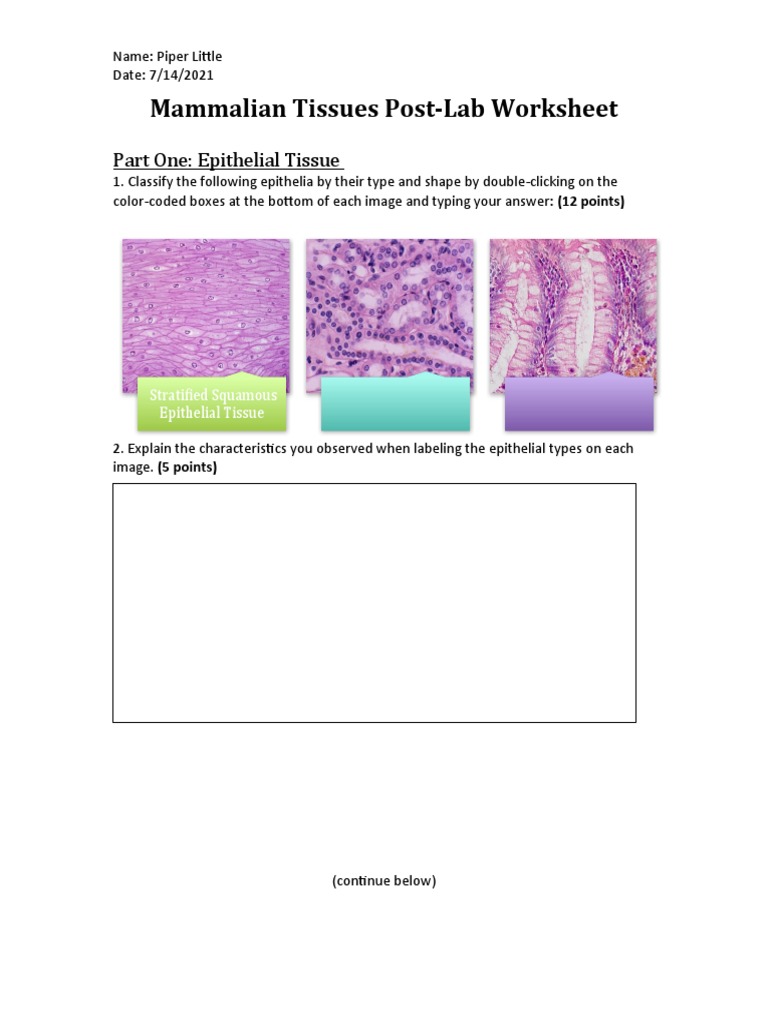 Mammalian Tissues Post-Lab Worksheet | PDF | Epithelium | Tissue (Biology)