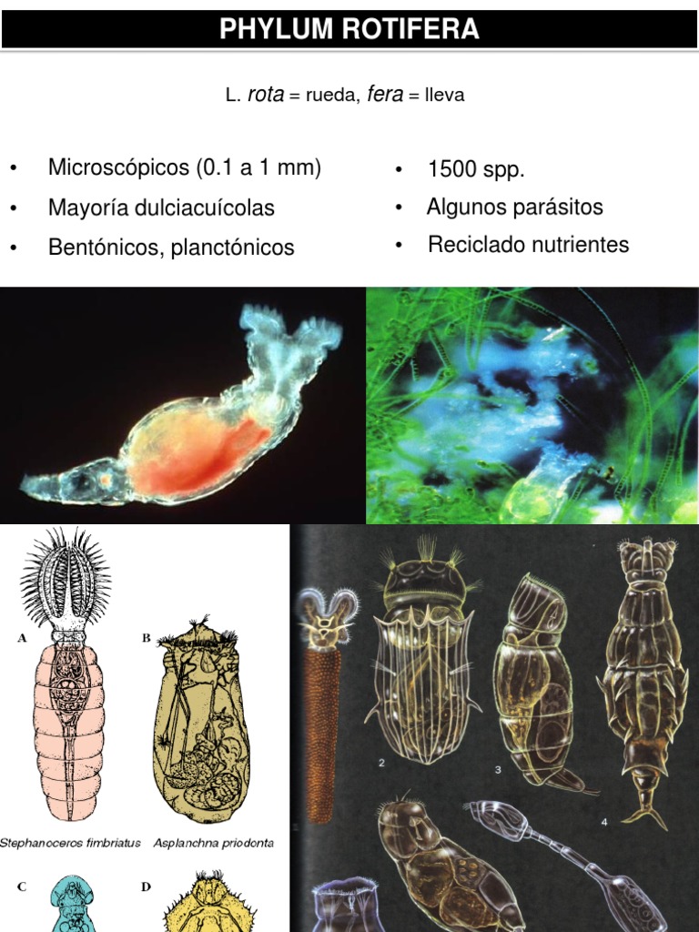 Phylum Rotifera | PDF | Biología | Zoología