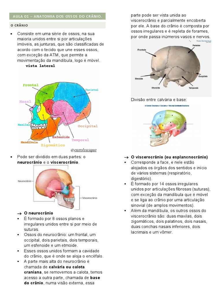 Aula 01, Ossos Do Crânio. | PDF | Crânio | Cabeça e pescoço humano
