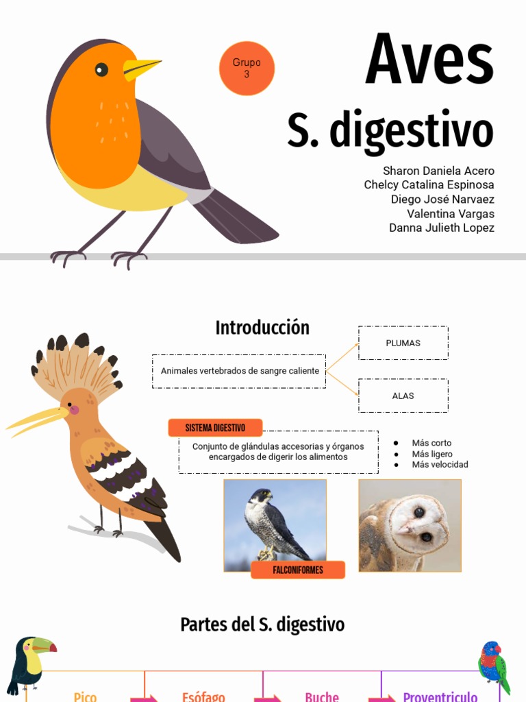 Sistema Digestivo Aves | PDF | Digestión | Sistema digestivo humano