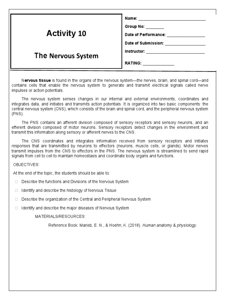 Activity 10 The Nervous System | PDF | Nervous System | Central Nervous ...