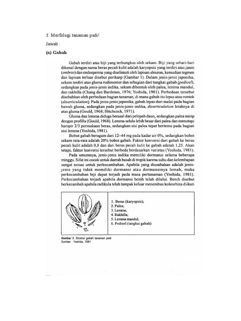 Morfologi Tanaman Padi | PDF