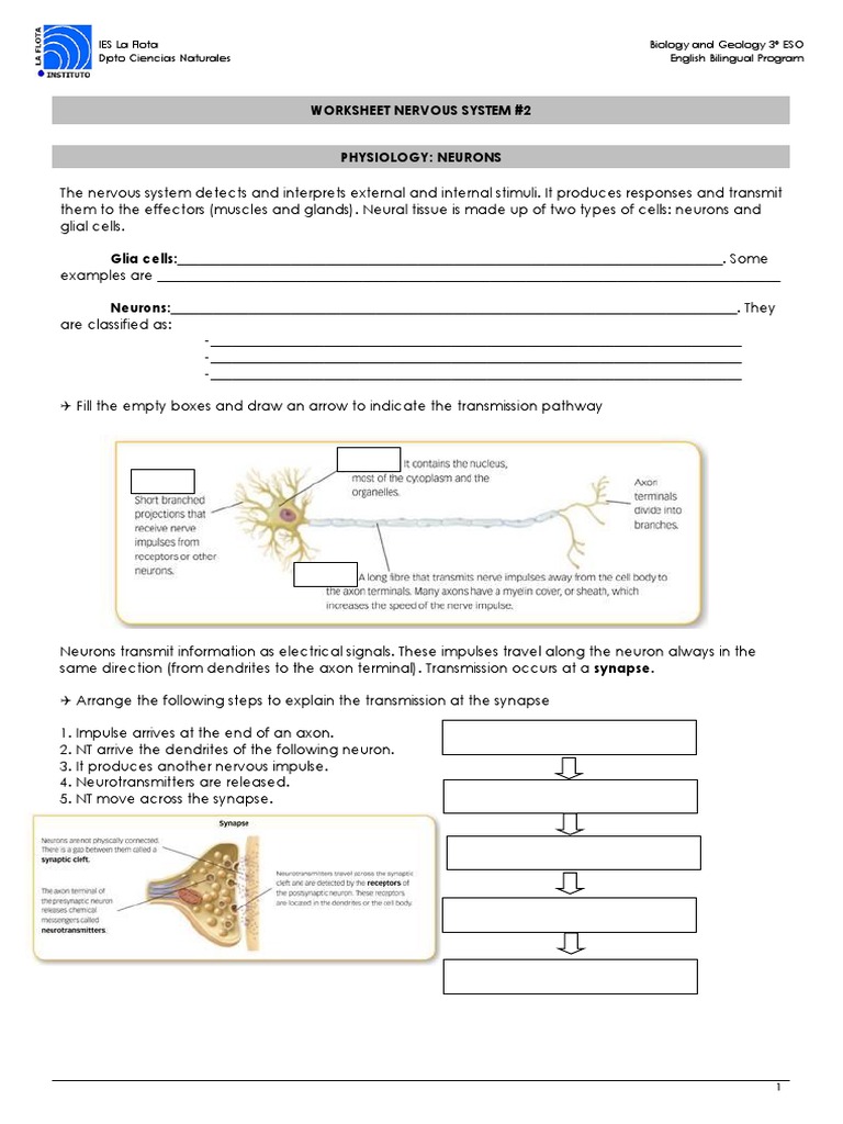 Worksheet Nervous System #2 | PDF | Neuron | Nervous System