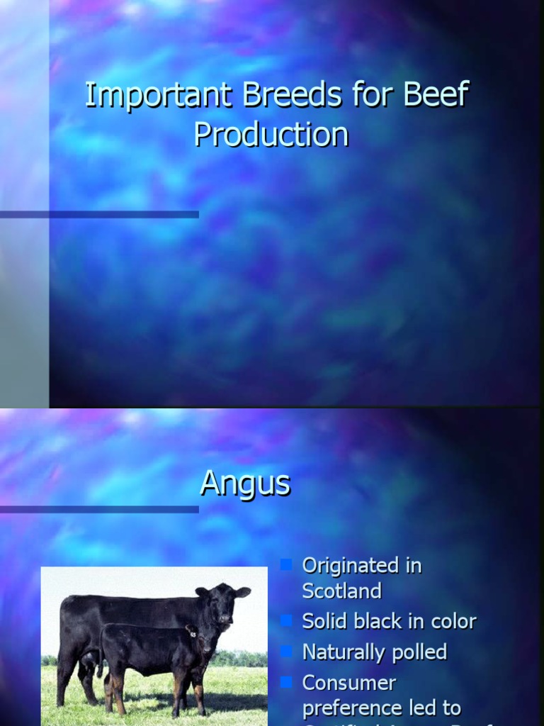 Major Beef Cattle Breeds and Their Characteristics | PDF | Cattle ...