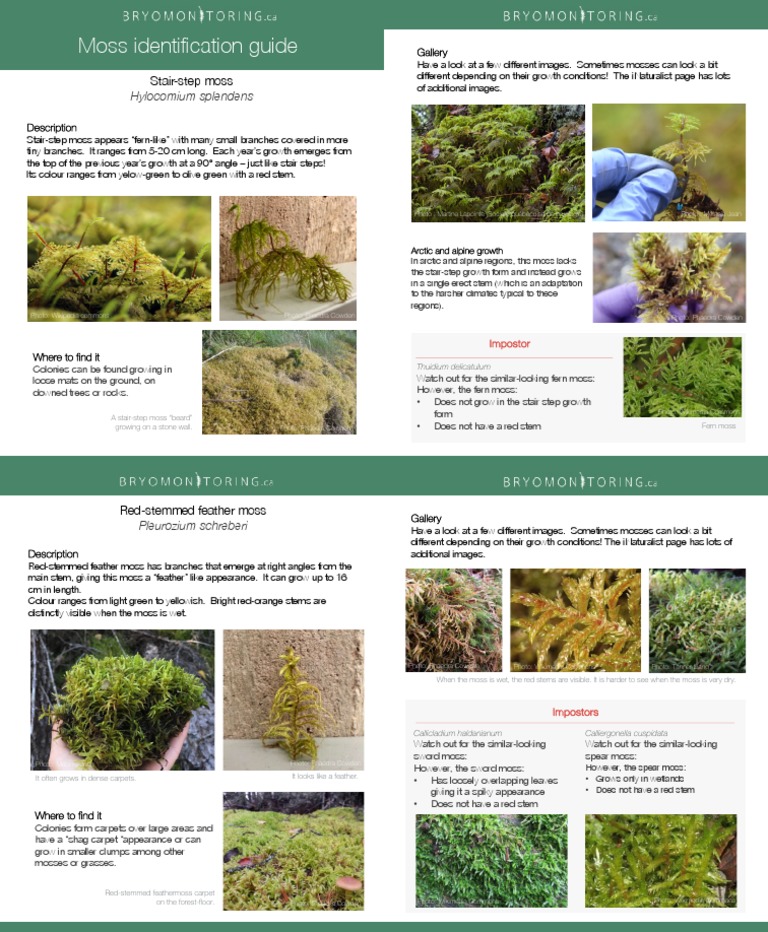Moss Id Guide | PDF | Moss | Plants