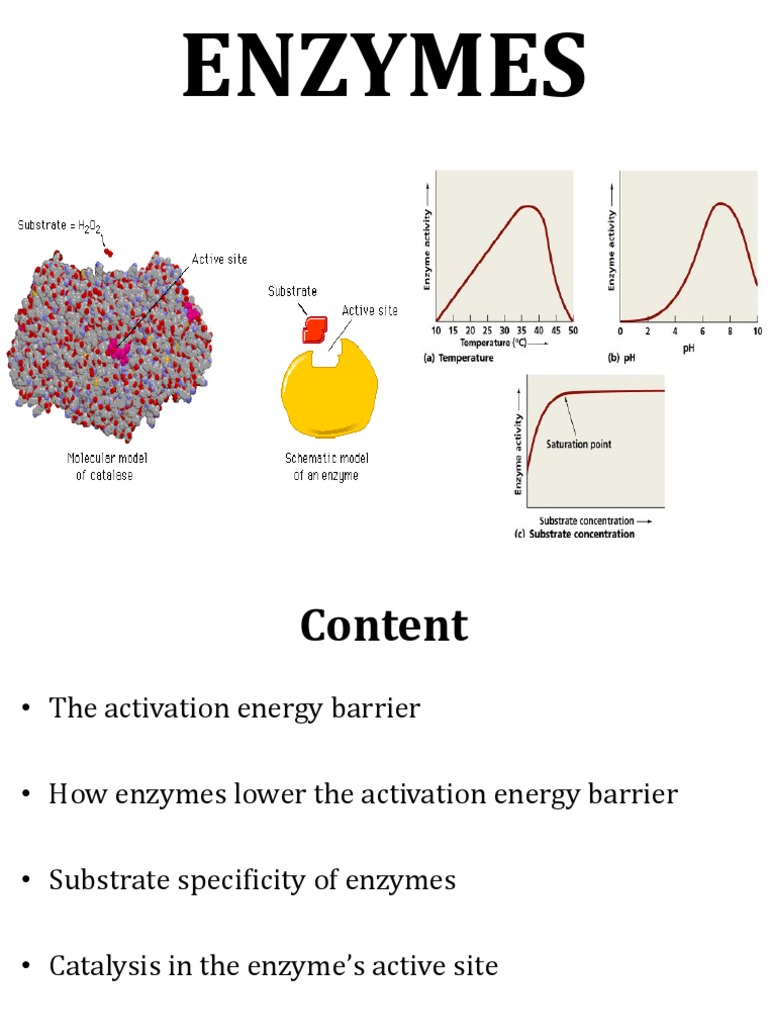 Maximizing Metabolic Reactions: An In-Depth Look at How Enzymes ...