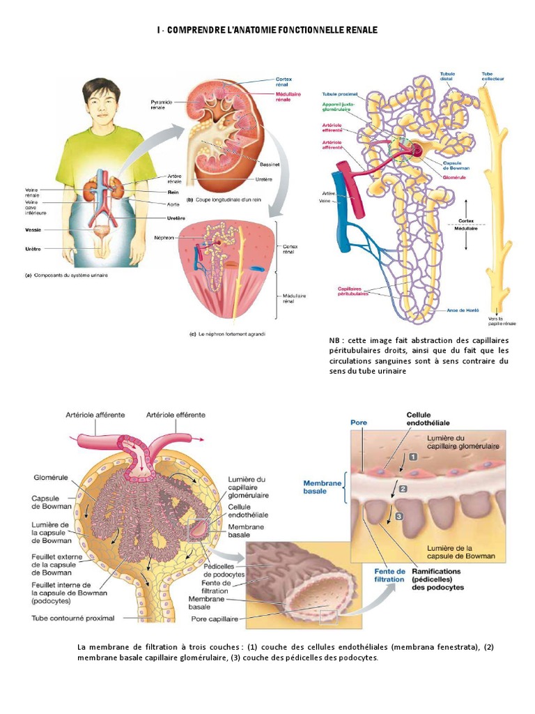 Comprendre L'anatomie Fonctionnelle Renale | PDF | Rein | Système ...