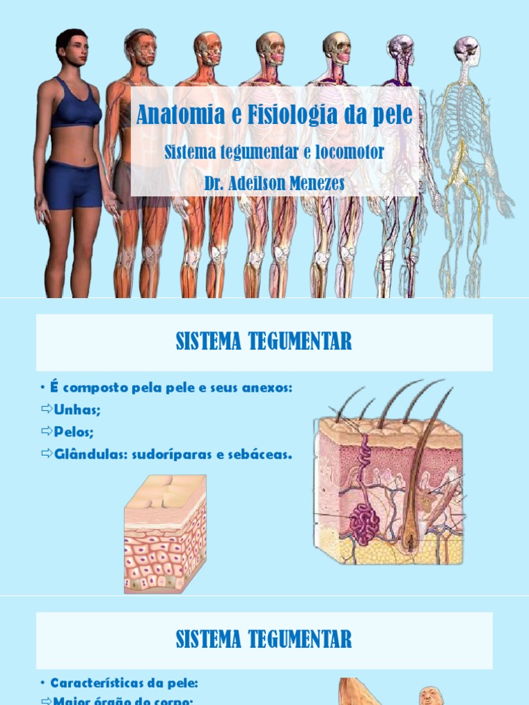 Anatomia E Fisiologia Da Pele Pdf Pdf Pele Epiderme