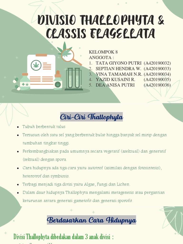 Divisio Thallophyta Dan Classis | PDF | Griya & Taman | Sains & Matematika