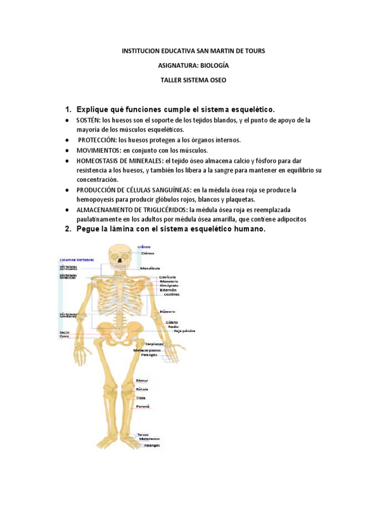 Guia 5 Ciclo 4 Biologia | PDF | Hueso | Articulación