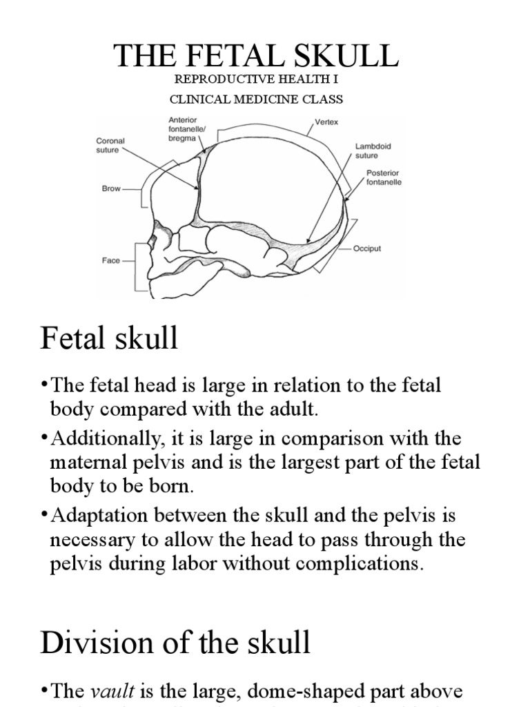 The Fetal Skull: Reproductive Health I Clinical Medicine Class | PDF ...