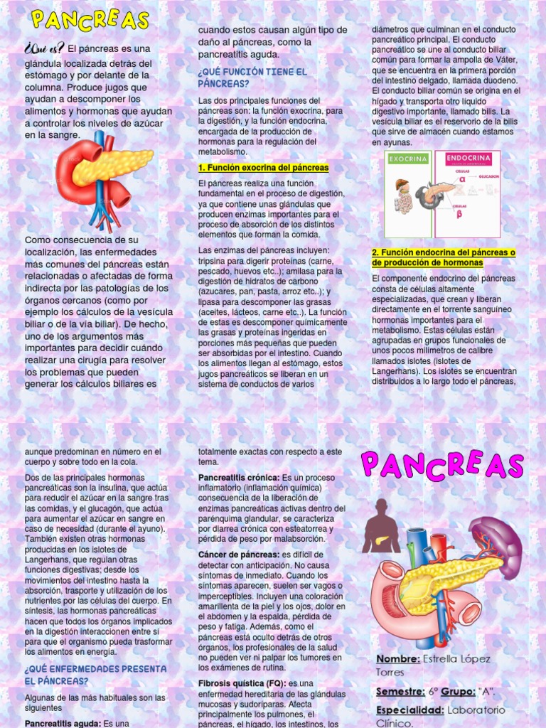 El Pancrea | PDF | Páncreas | Digestión