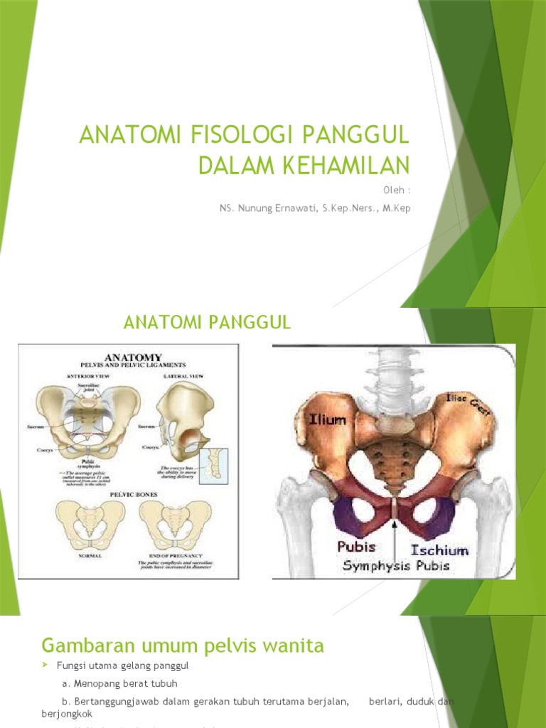 Panggul Wanita Dalam Kehamilan Dan Ukurannya | PDF