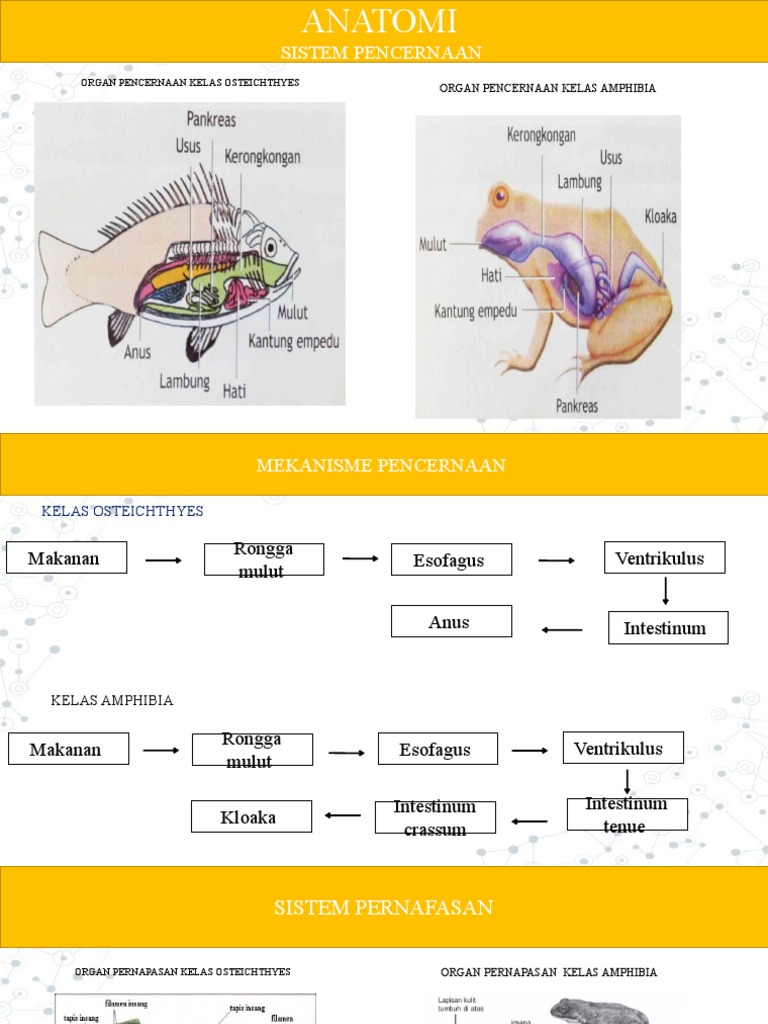 Sistem Pencernaan dan Pernafasan Ikan & Amphibi | PDF