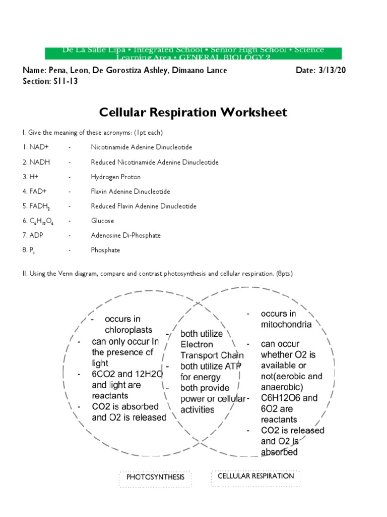 Cellular Respiration Worksheet Guide | PDF | Cellular Respiration ...