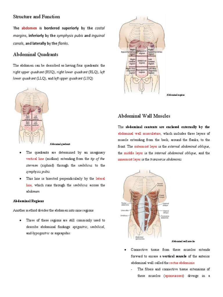 Structure and Function: Abdomen | PDF | Abdomen | Human Body