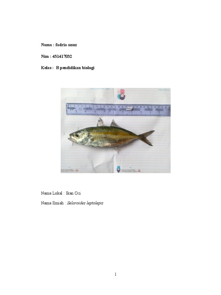 Tugas Identifikasi Ikan Oci (Fadria Anuz) | PDF