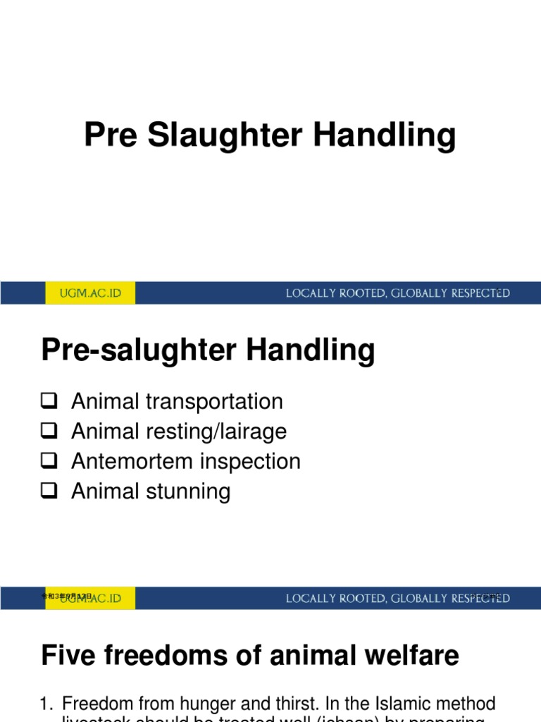 Ensuring Humane Treatment of Animals Throughout the Entire Slaughter ...