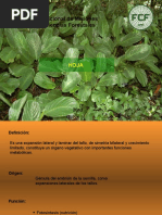 Tipos de Filotaxia en Botánica | PDF