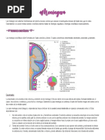 Anatomía y histología del seno cavernoso | PDF | Anatomía humana ...