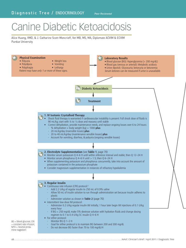 Canine Ketoacidosis - Handout | PDF | Diabetes | Clinical Medicine