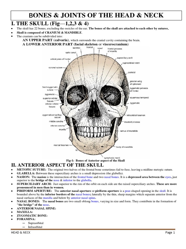 Bones & Joints of Head & Neck | Download Free PDF | Vertebra | Skull