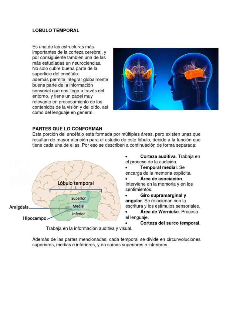 Lobulo Temporal | PDF | Lóbulo temporal | Corteza cerebral