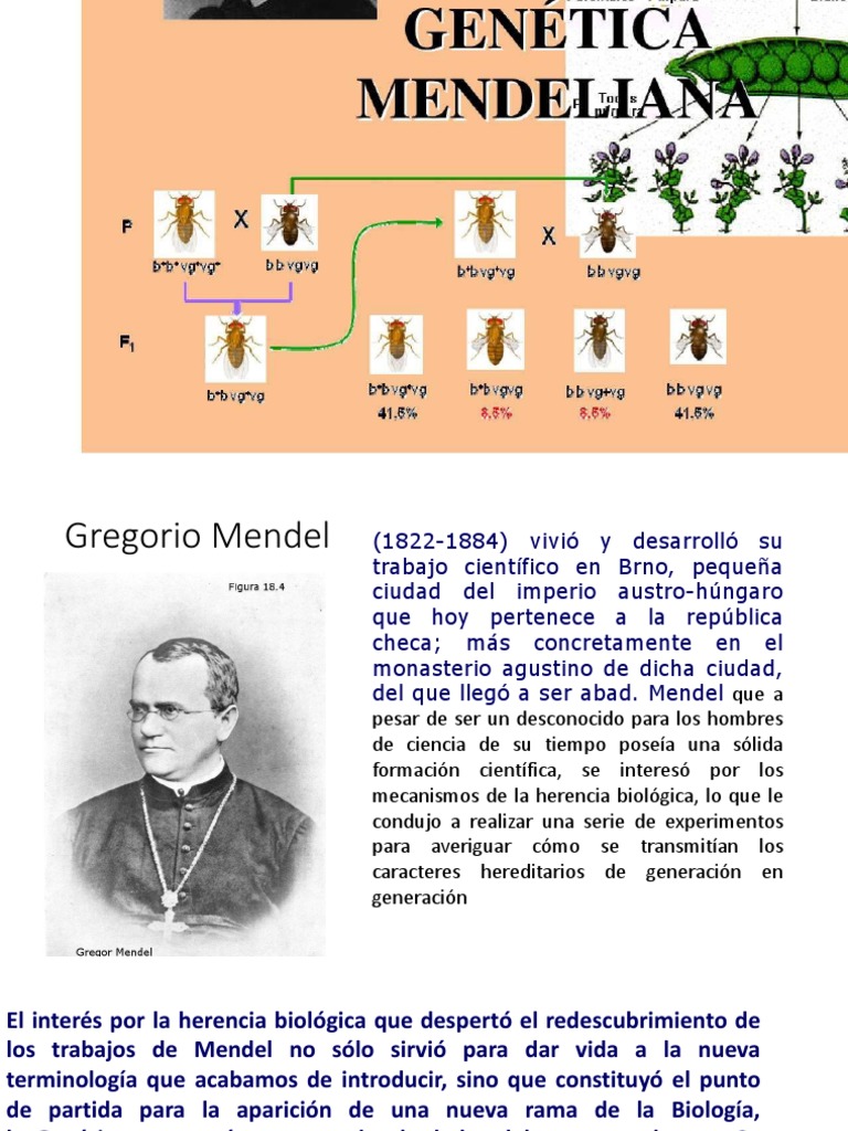 Gregorio Mendel y la Genética Mendeliana | PDF | Gene | Biología