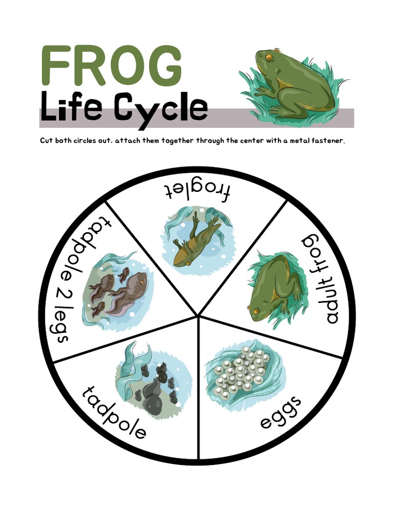 Frog Life Cycle Explained | PDF