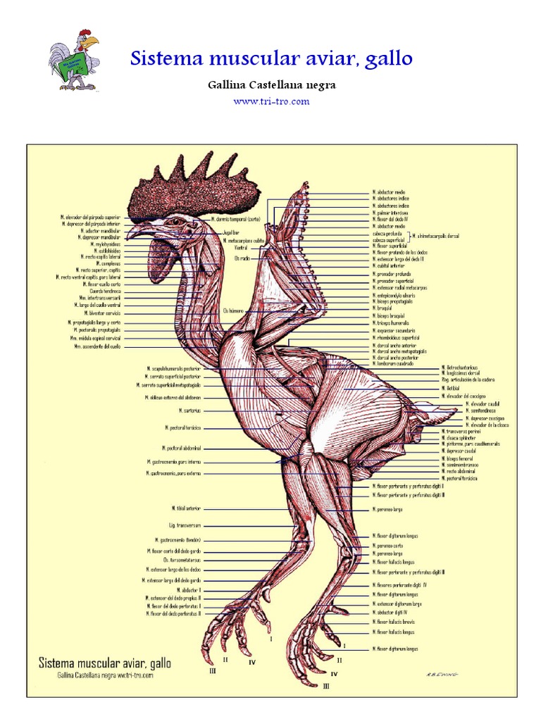 Sistema Muscular Aviar, Gallo | PDF