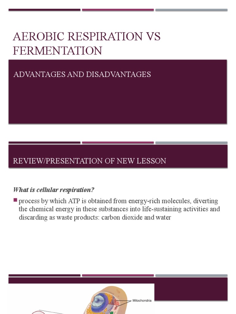 (Aerobic VS Fermentation) | PDF | Cellular Respiration | Metabolism