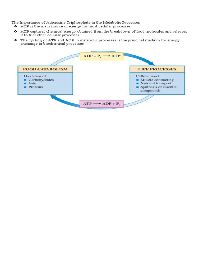 The Importance of Adenosine Triphosphate in The Metabolic | PDF