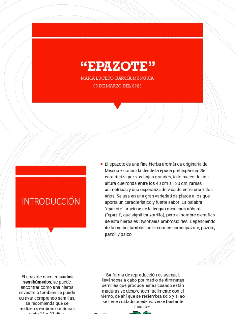 EPAZOTE | PDF | Organismos | Botánica