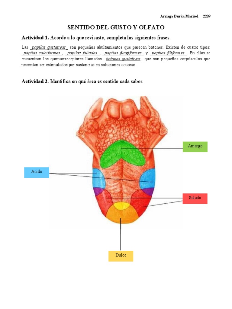 Sentido Del Gusto y Olfato | PDF | Sistema nervioso | Neurociencia