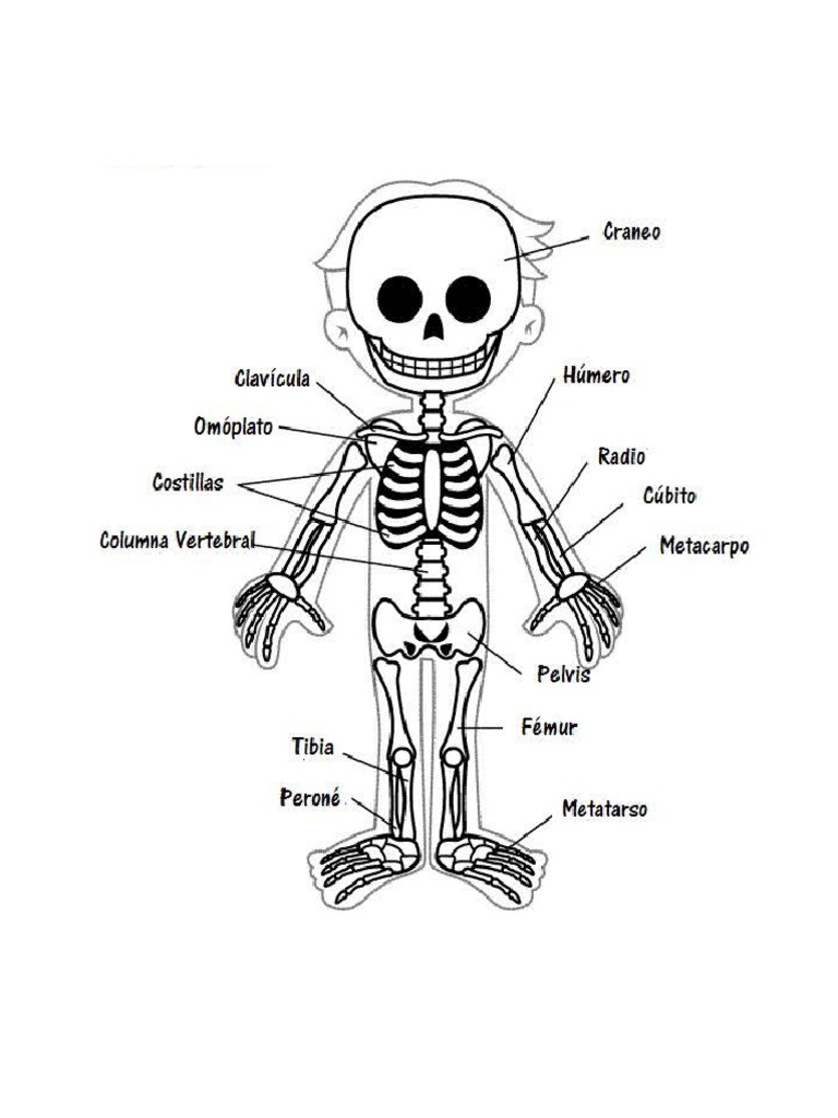 Esqueleto y Sus Partes 1 | PDF