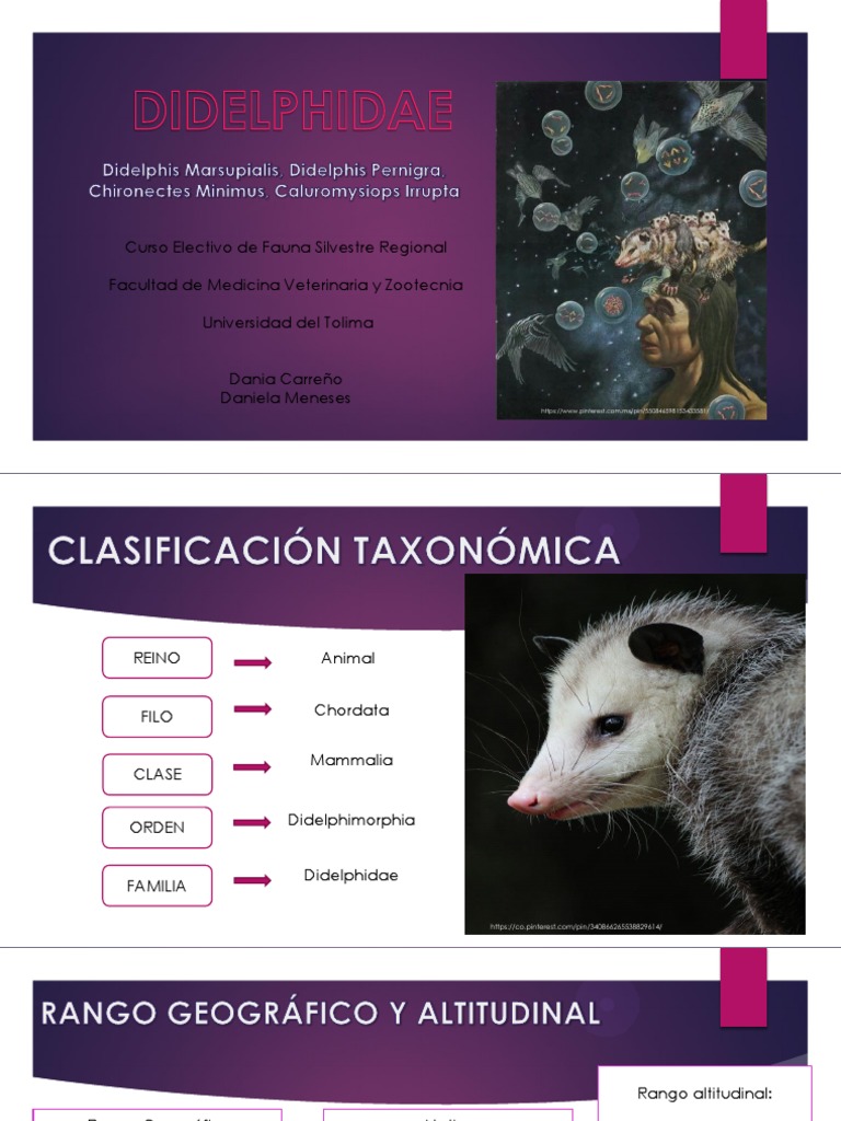 Didelphidae Fauna | PDF | Insectos