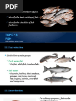 Market Forms of Fish and Fish Products | PDF | Fish | Steak