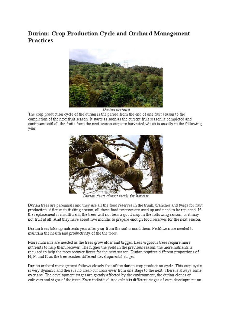 Durian: Crop Production Cycle and Orchard Management Practices | PDF ...