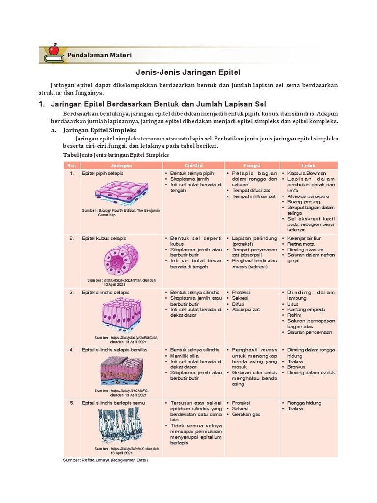 Panduan Jaringan Epitel untuk Pelajar | PDF